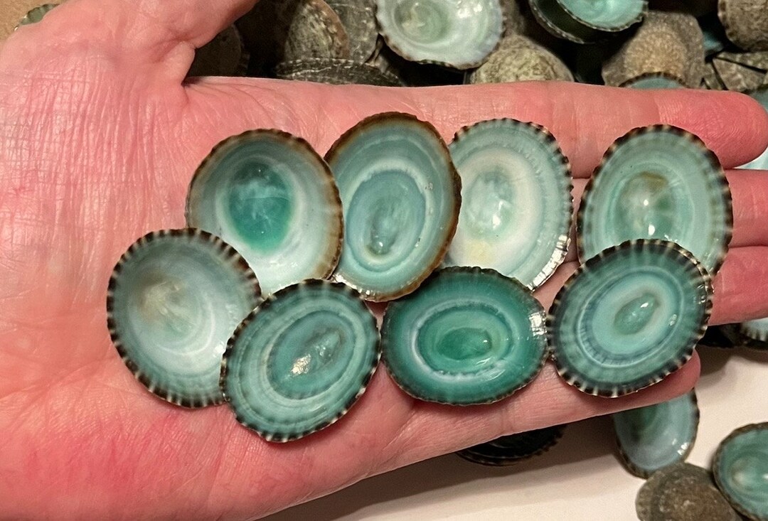 XL Blue Limpet Seashells, Beach Decor, Nautical Shell, Beach Wedding ...