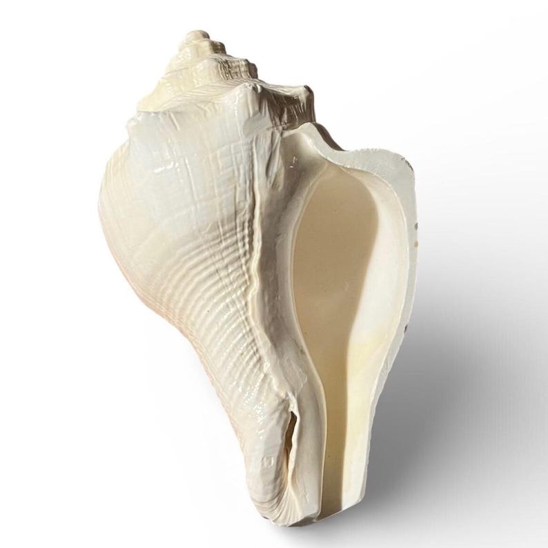 3 White Melongena Conch Shells - Etsy