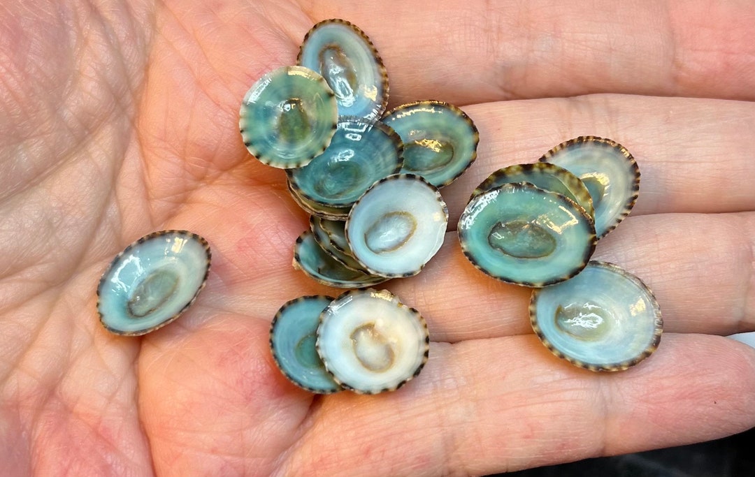 Petite Blue Limpet Seashells, Beach Decor, Nautical Shell, Beach ...