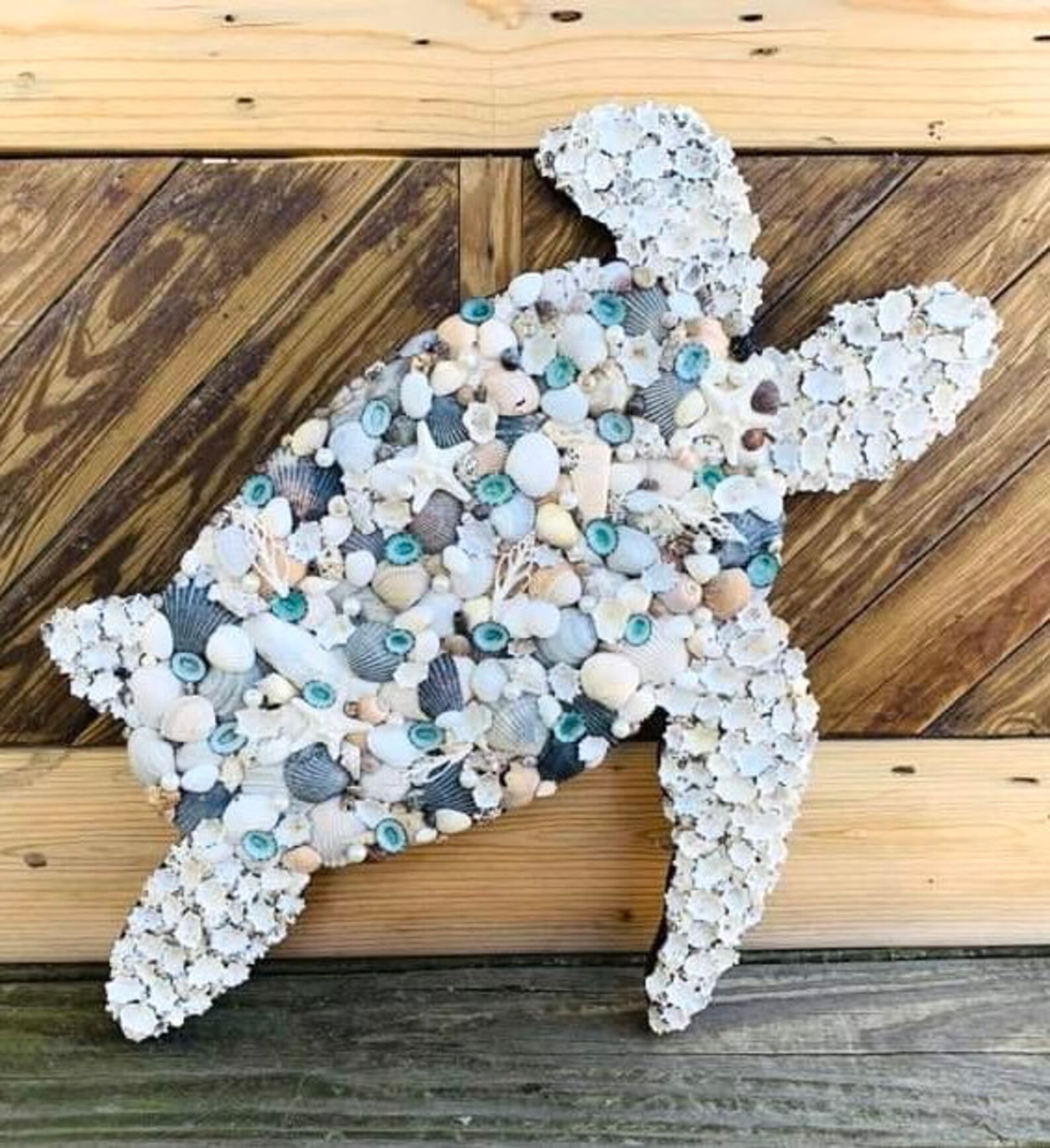 Seashell Turtle Wall Art Local Seashell Beach House Gifts - Etsy
