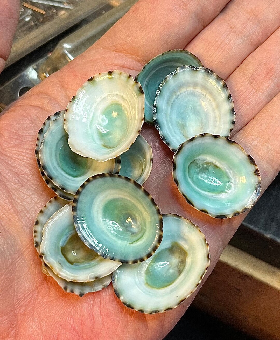 Large Blue Limpet Seashells, Beach Decor, Nautical Shell, Beach Wedding ...