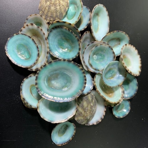 Aqua Limpet Shells Crafting Seashells Beach Wedding Decor - Etsy