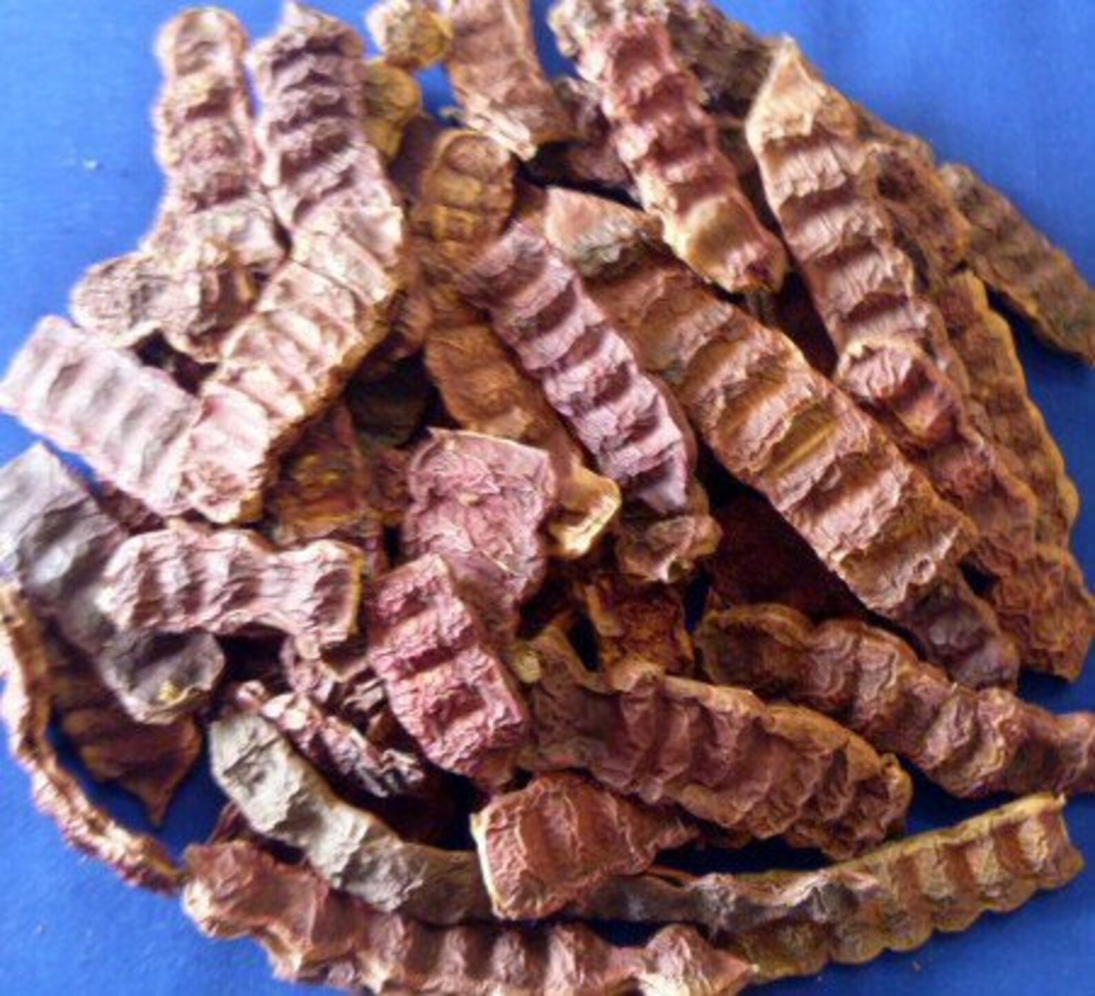 Shikakai Pods / Shikakai Whole / Acacia Concinna / Soap Pod / Senegalia ...