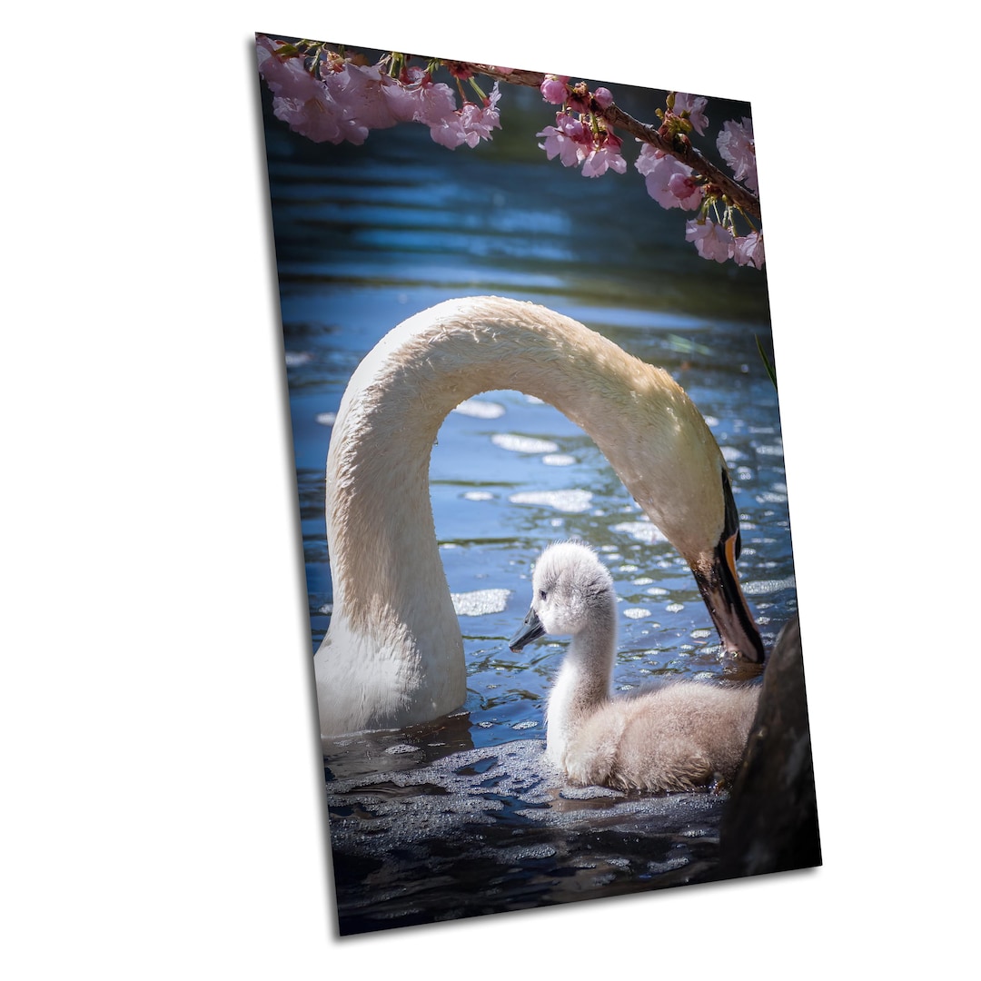 Cygnet and Mother Swan Wall Art Tender Nursery Decor With Cherry ...
