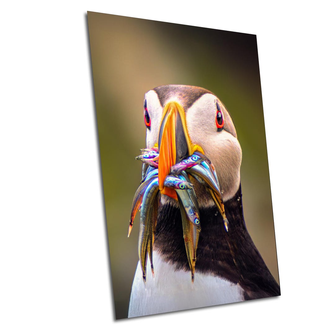 Puffin Head Wall Art Gift on a Rock With Sand Eels in Mouth, Wildlife ...
