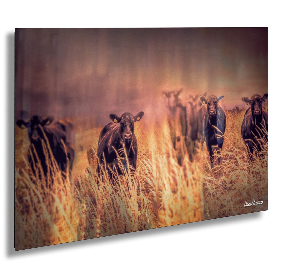 Aberdeen Angus Bulls Print: Scottish Countryside Cattle Photography - Etsy