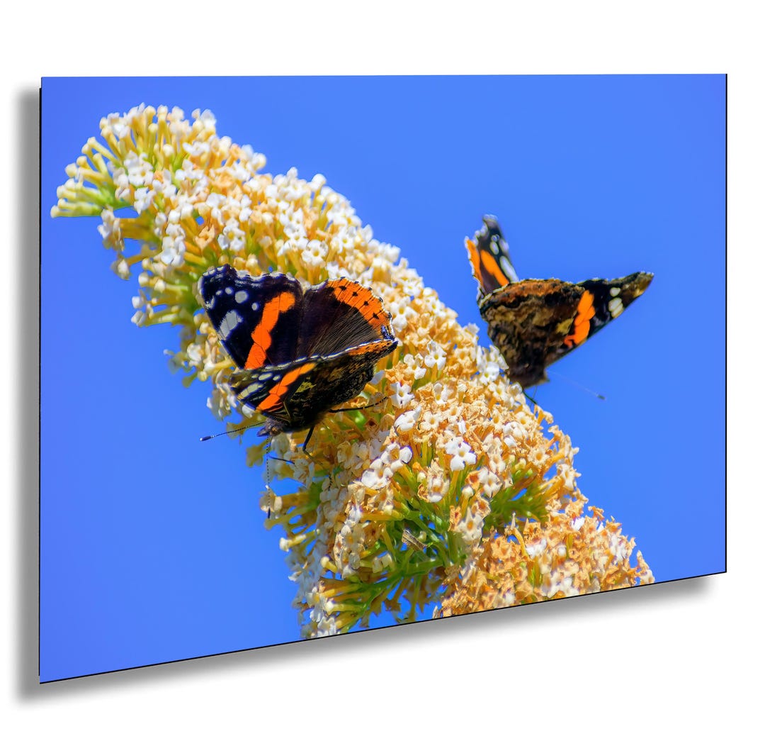 Red Admiral Butterfly Photo: Buddleia Flowers, Blue Sky Wall Art - Etsy ...
