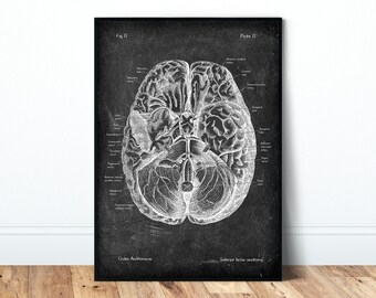 Brain Poster - Etsy