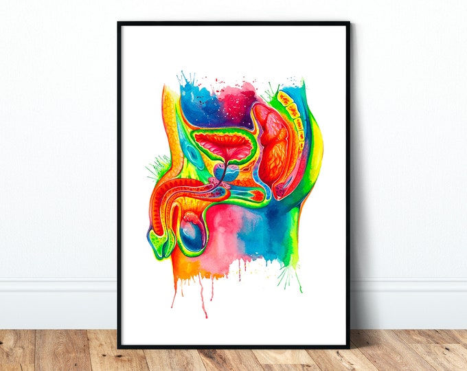 Penis Art Print Anatomy Poster Urology Wall Art Urologist T Reproductive System Art Etsy