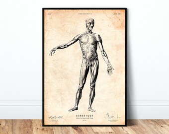 Human Physiology Poster - Etsy
