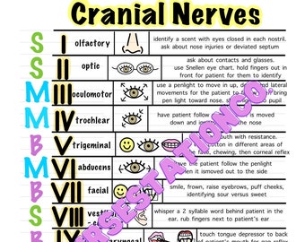 Cranial Nerve Cheat Sheet - Etsy