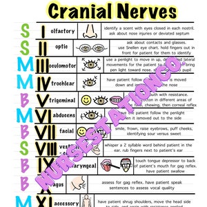 Cranial Nerve Testing Chart