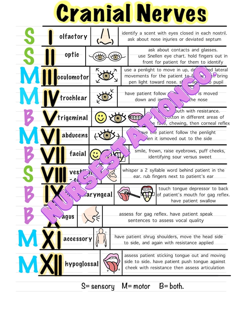 Cranial Nerve Cheat Sheet - Etsy UK