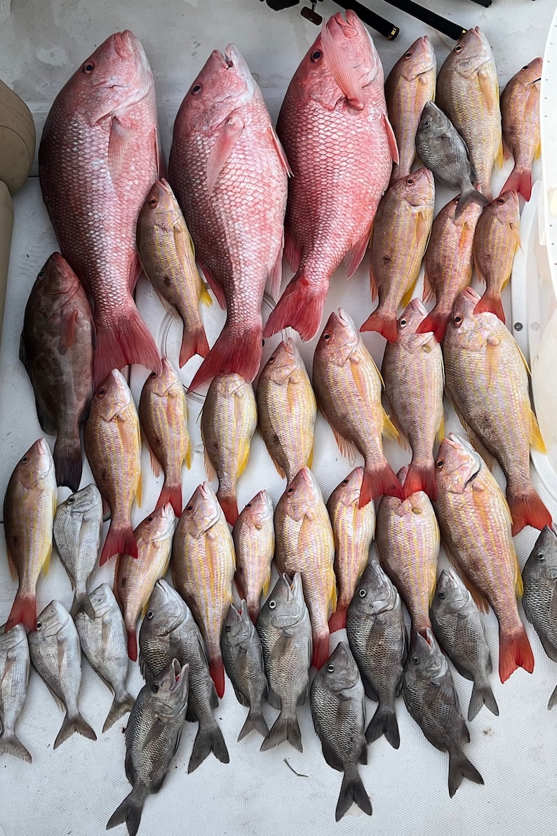 Chum Box | Chum Basket | Chum Dinger | Fishing Accessories | Fishing ...