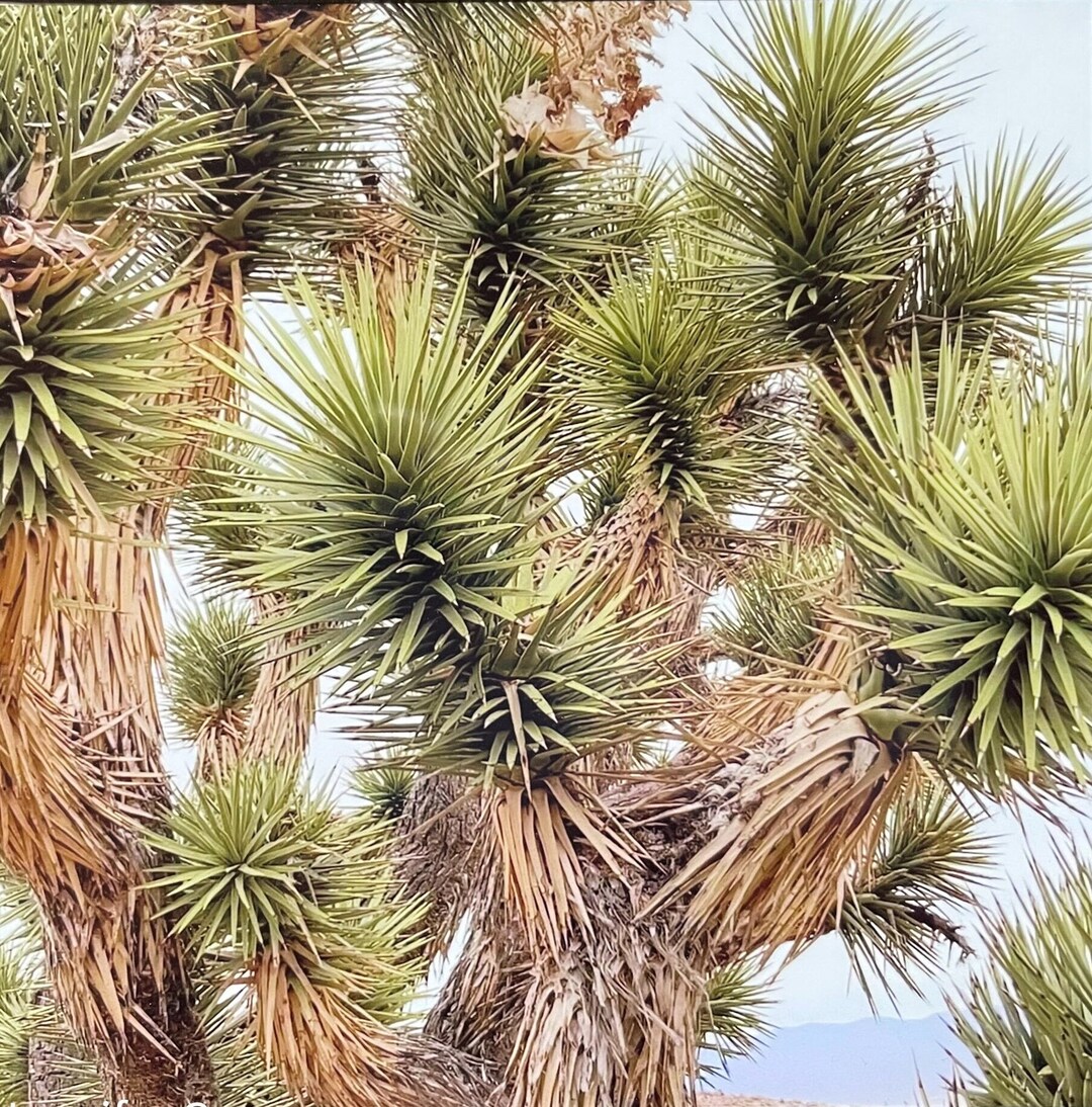 Joshua Tree 4x4 Color Photograph, Framed - Etsy