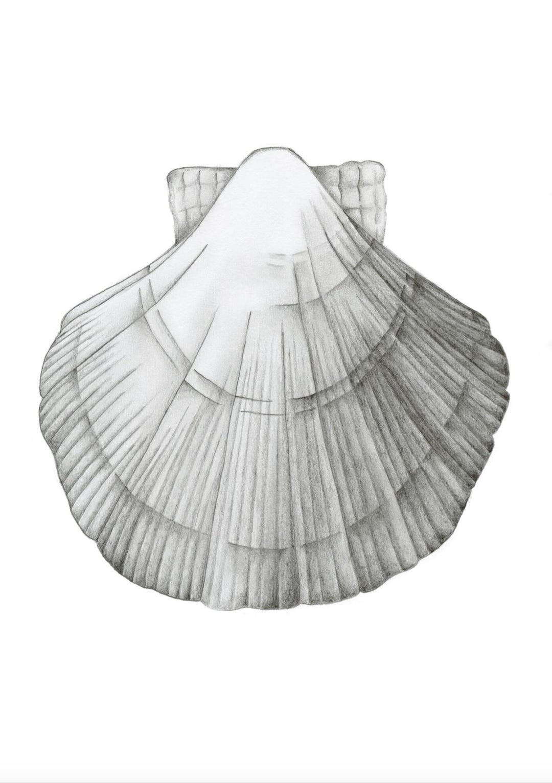 Seashell Wall Art Print | Illustrated Wall Decor | Digital Download ...