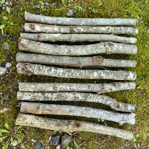 10 Organic Oak Tree Logs/sticks 17" Long, 1-2" Wide | Craft Wood Sticks ...