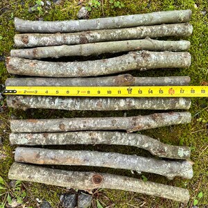 10 Organic Oak Tree Logs/sticks 17" Long, 1-2" Wide | Craft Wood Sticks ...