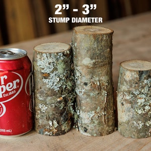 3" - 4" Red Oak Wood Stumps, Organic Rustic Log Stumps, Rustic Wedding ...