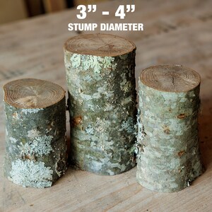 3" - 4" Red Oak Wood Stumps, Organic Rustic Log Stumps, Rustic Wedding ...