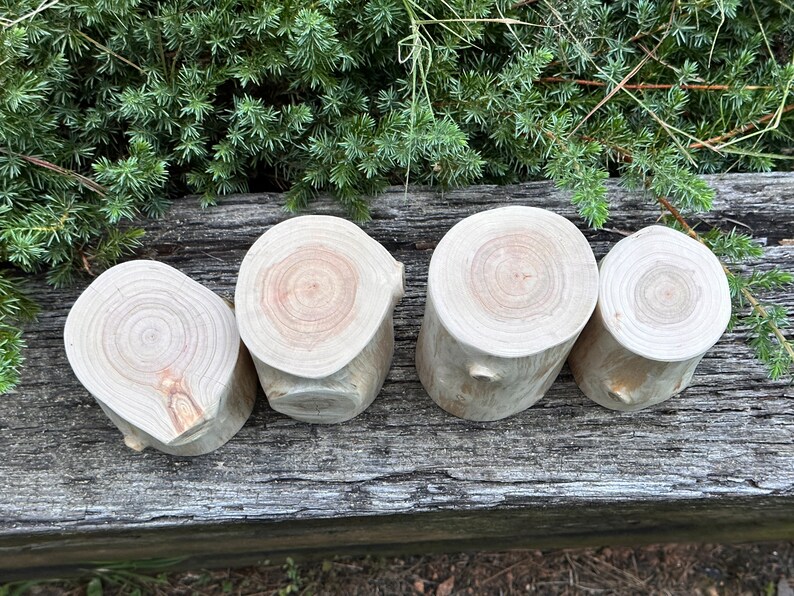 Small Cypress Tree Log Stumps Debarked Rustic Wedding - Etsy