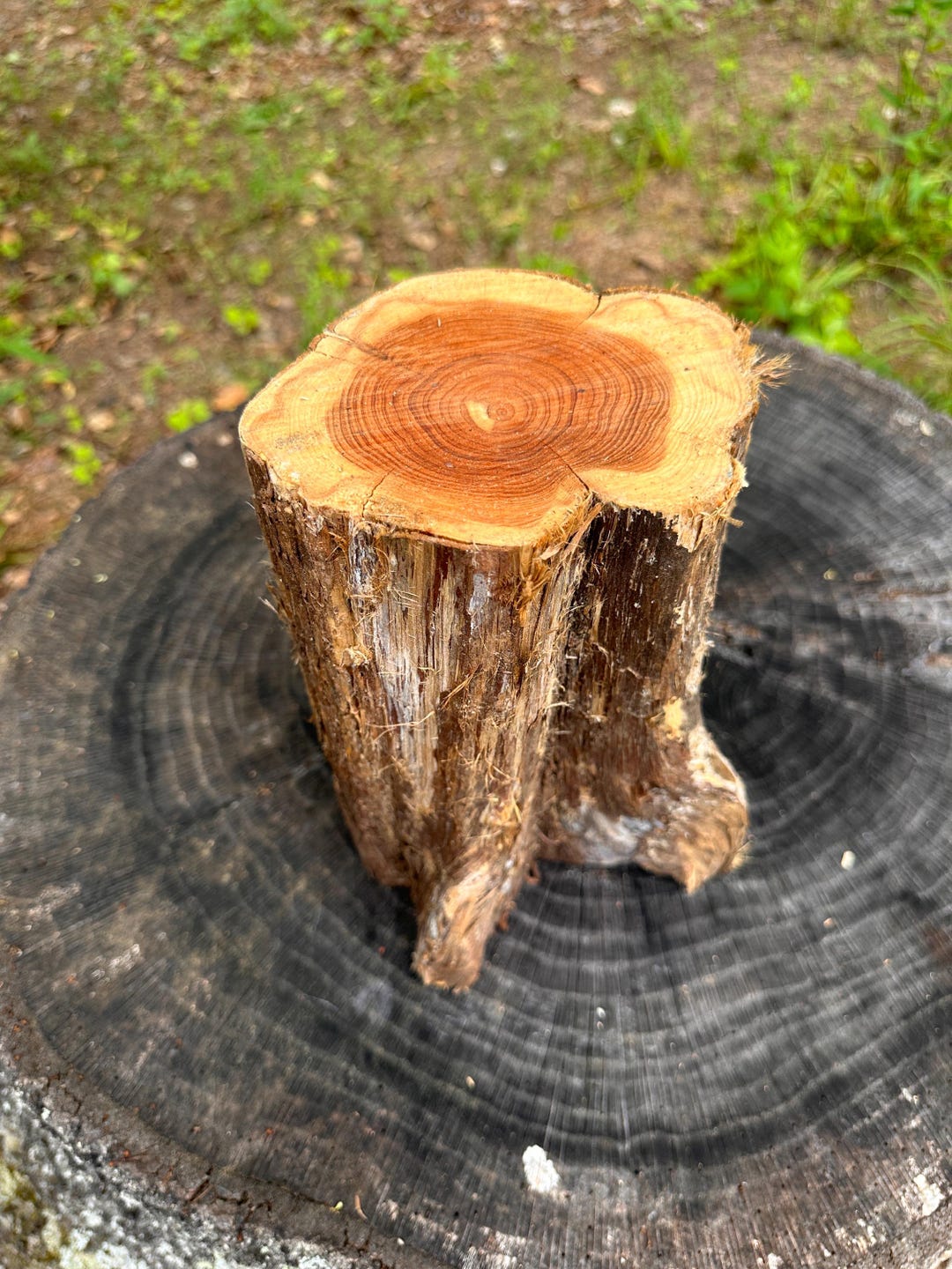 Red Cedar Large Stump | Live Edge Wood Stump | Wedding Decor ...