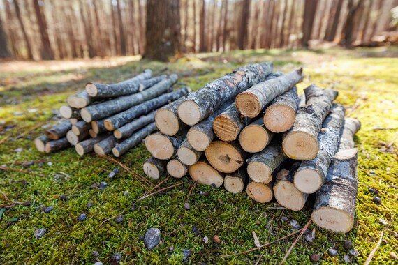 Oak Tree Wood Logs White Oak Logs