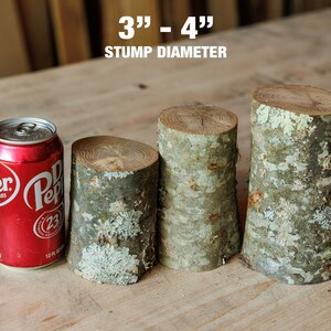 3" - 4" Red Oak Wood Stumps, Organic Rustic Log Stumps, Rustic Wedding ...