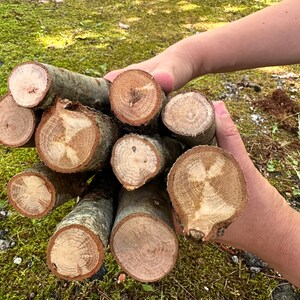 10 Organic Oak Tree Logs/sticks 17" Long, 1-2" Wide | Craft Wood Sticks ...