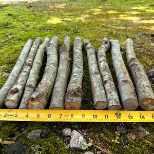 10 Organic Oak Tree Logs/sticks 17" Long, 1-2" Wide | Craft Wood Sticks ...