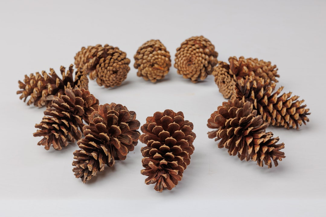 Large Pine Cones 3"-5" | Craft Supplies | Wedding Decor Supplies ...