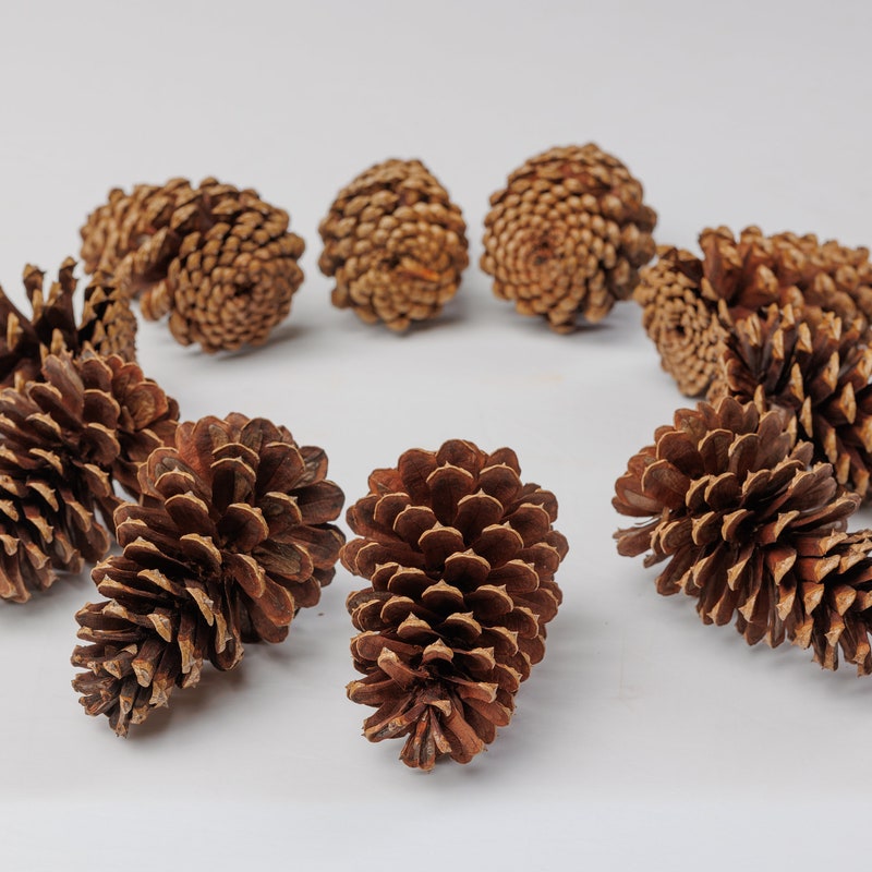 Extra Large Pine Cones - Etsy