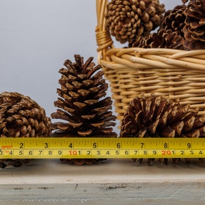 10 Pine Cones X-large Size 5”+ | Craft Supplies | Wedding Decor ...