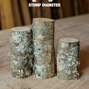 3" - 4" Red Oak Wood Stumps, Organic Rustic Log Stumps, Rustic Wedding ...