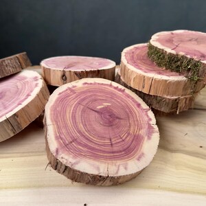 5”+ Red Cedar Wood Cookie Slices, Rounds, Rustic Centerpieces, Wood ...