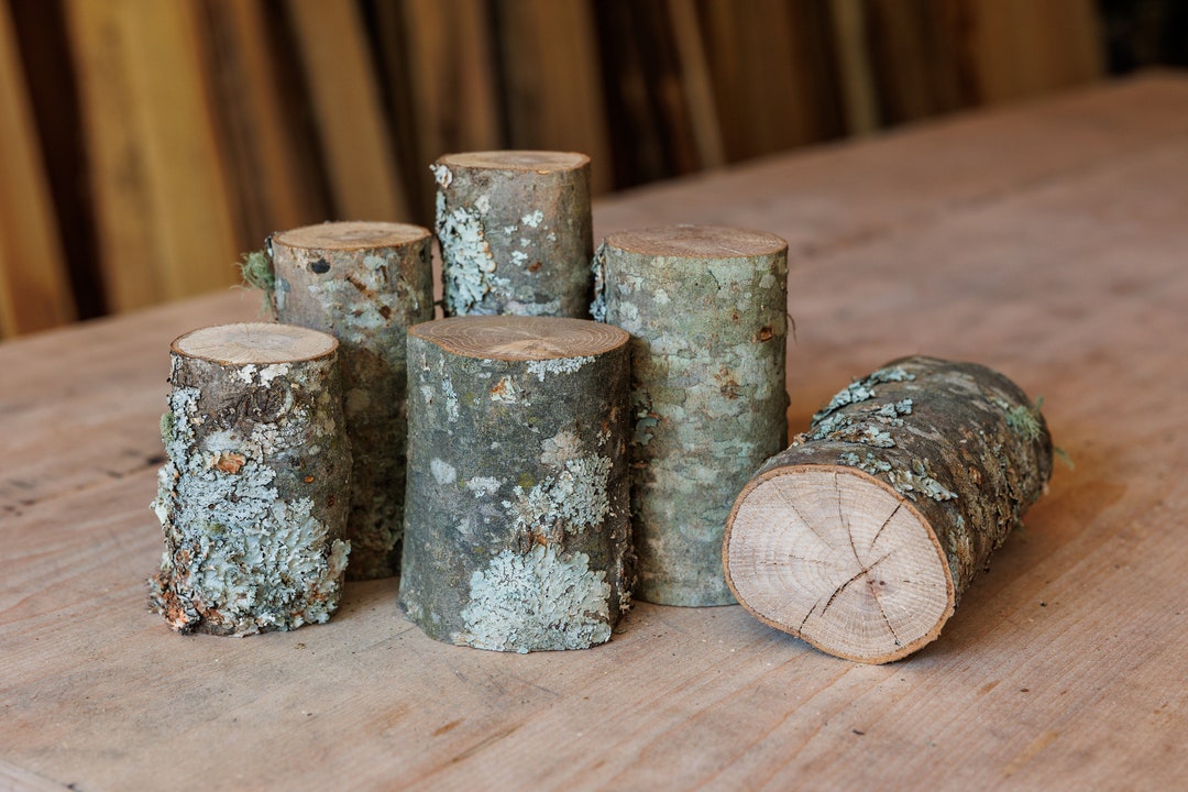 3" - 4" Red Oak Wood Stumps, Organic Rustic Log Stumps, Rustic Wedding ...