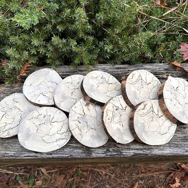 Tree Slices - Etsy