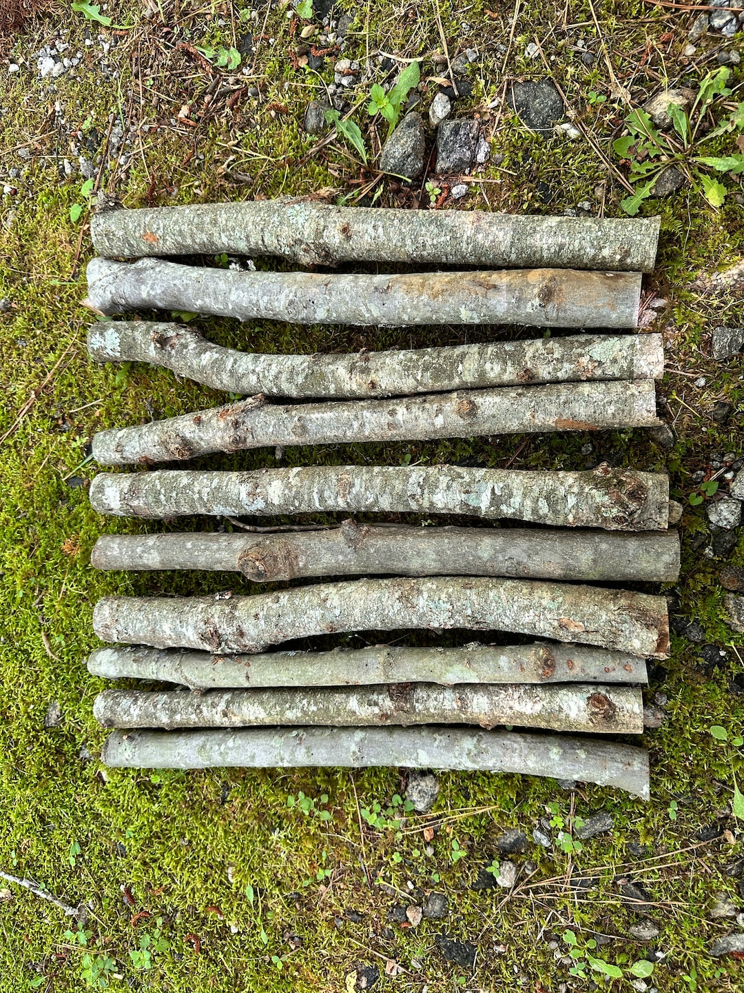 10 Organic Oak Tree Logs/sticks 17" Long, 1-2" Wide | Craft Wood Sticks ...