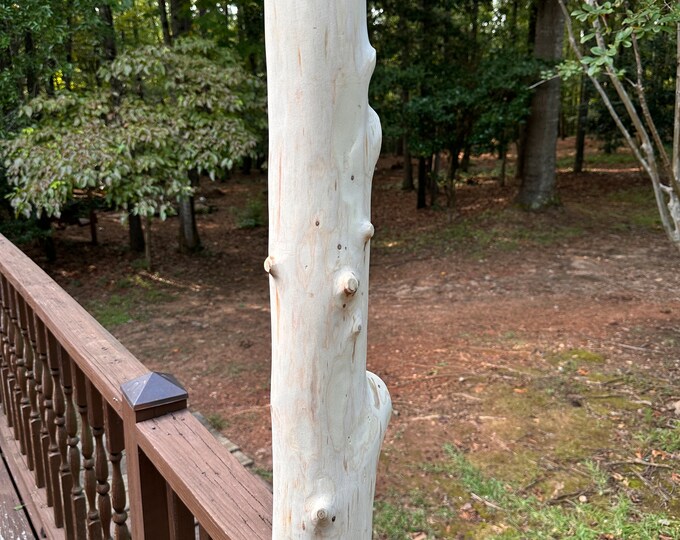 24-inch Debarked Cypress Tree Log Stump #029 | Rustic Wedding Decor ...