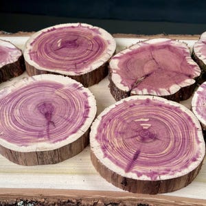 5”+ Red Cedar Wood Cookie Slices, Rounds, Rustic Centerpieces, Wood ...