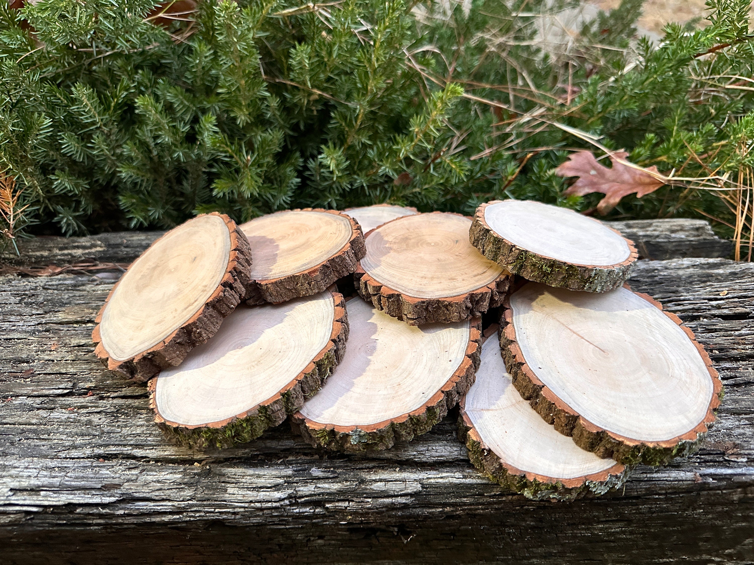 2 4 Dogwood Wood Slices, Centerpieces, Wood Cookies, Coasters ...