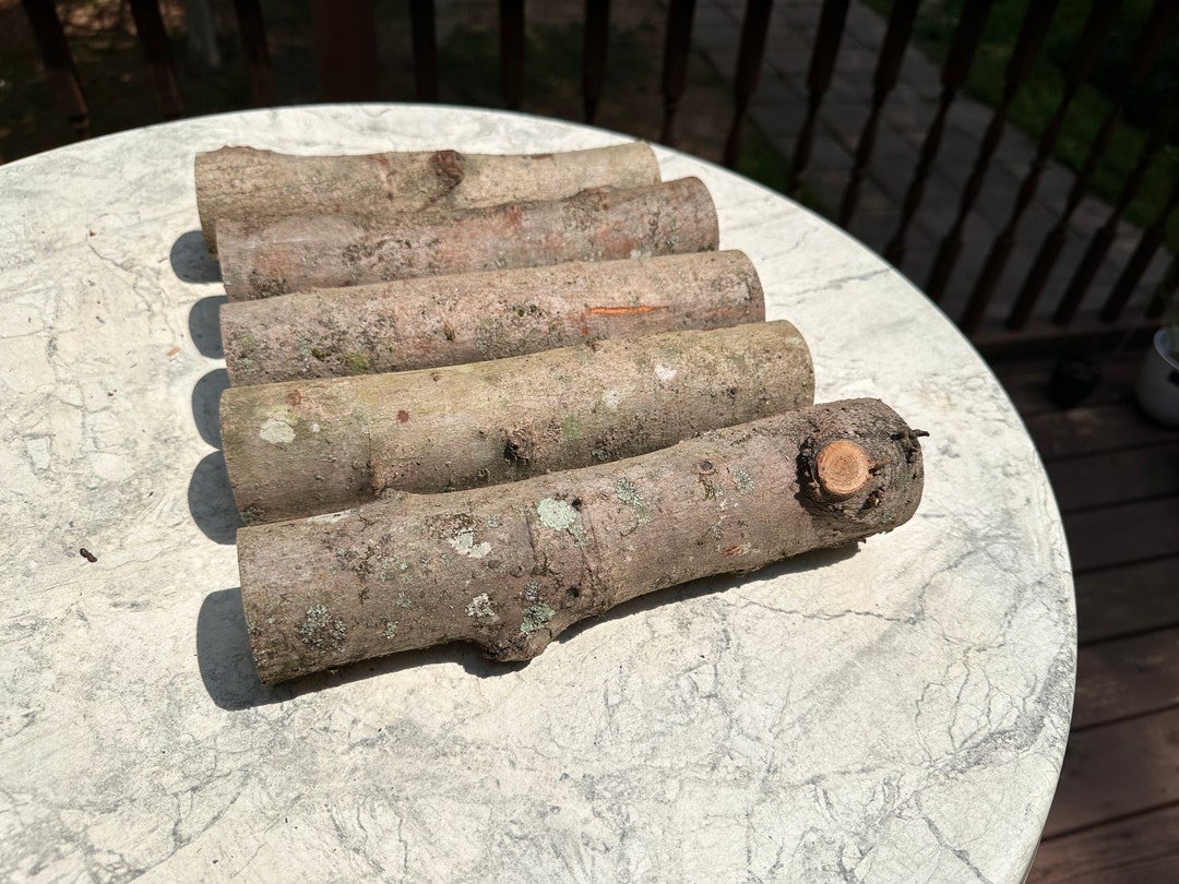 5 Organic Tree Logs 10" Long | Wood Sticks | Craft Wood Sticks | DIY ...