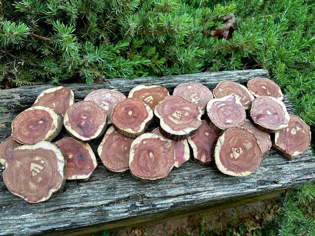 2 3 Red Cedar Wood Slices, Wood Cookies, Table Decor Centerpieces ...