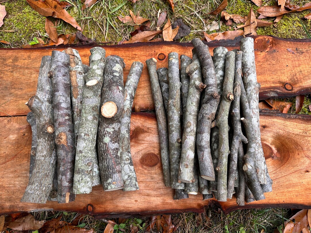 Organic Poplar Tree Logs 10" Long | Wood Sticks | Craft Wood Sticks ...