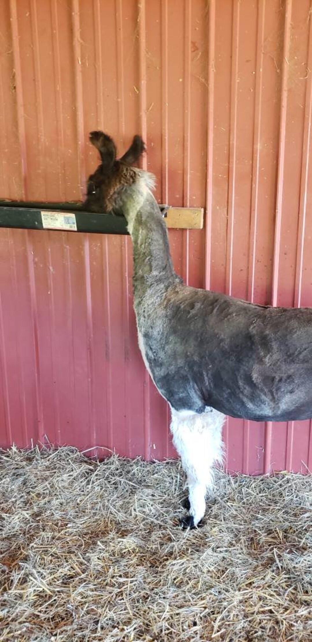 NEW!! Llama Wool From Our Playful Girl, Pooka!. Priced per Ounce - Etsy