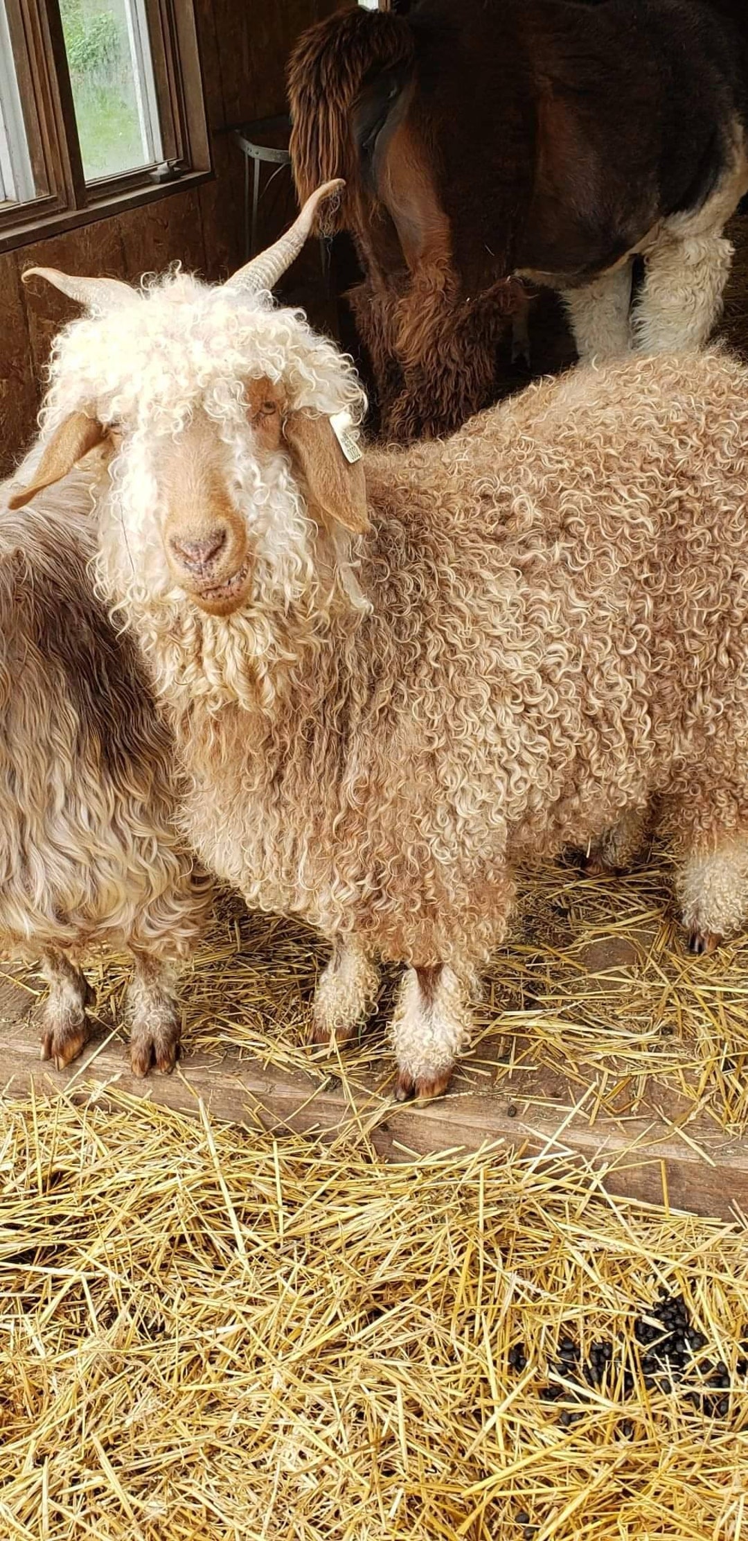 RAW, UNWASHED Wool From Our Ginger! Priced per Ounce. - Etsy