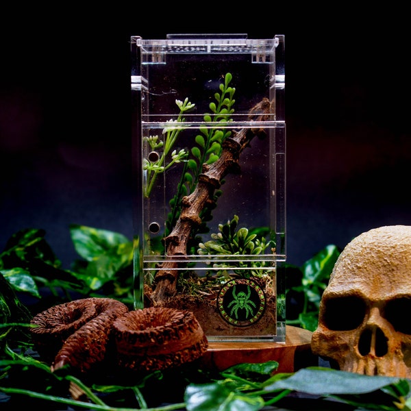 Jumping Spider Enclosure - Etsy