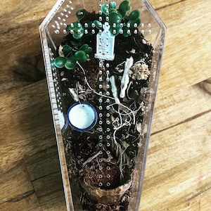 Jumping Spider Coffin Enclosure Free Shipping - Etsy