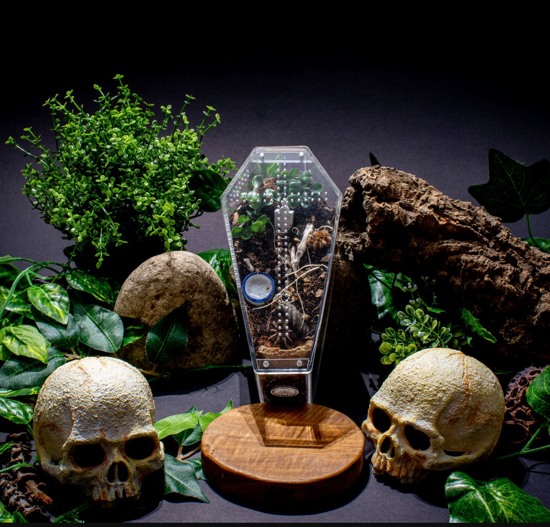 Jumping Spider Coffin Enclosure Free Shipping - Etsy