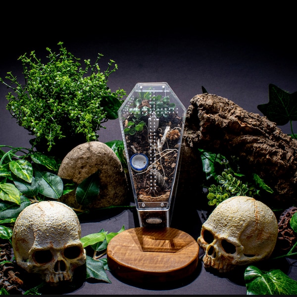 Coffin Spider Enclosure - Etsy